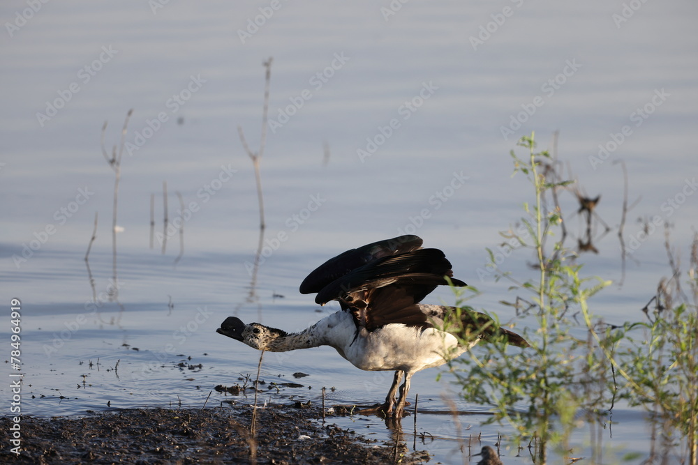 The knob-billed duck (Sarkidiornis melanotos) or African comb duck is a ...