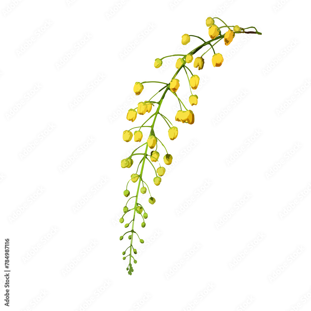 Vector illustration, laburnum flower isolated on white background ...