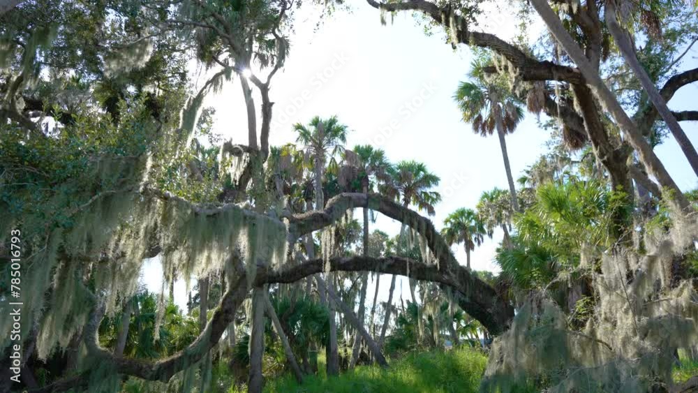 Vidéo Stock Tropical jungles with Spanish Moss on live oak trees and ...
