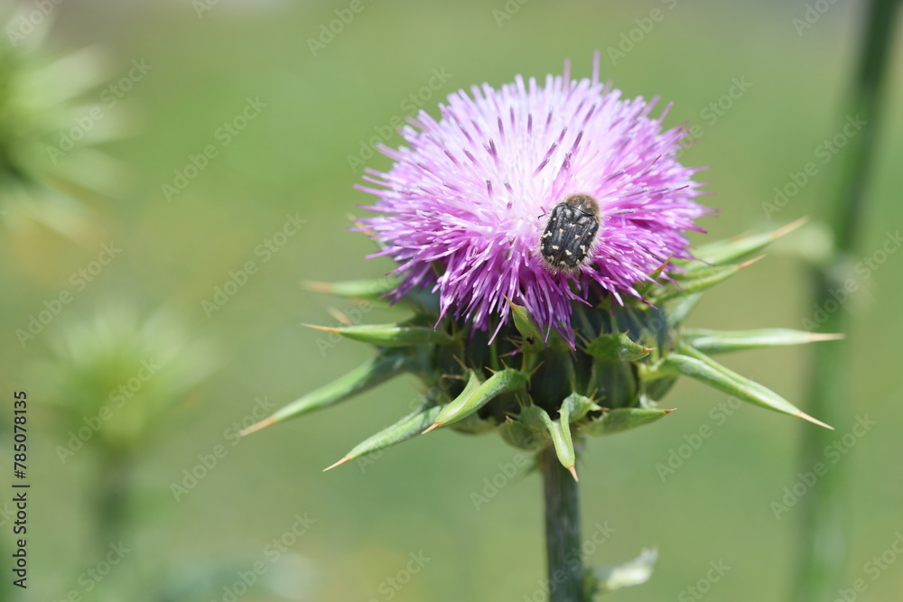 Thistle is the common name of a group of flowering plants characterised ...