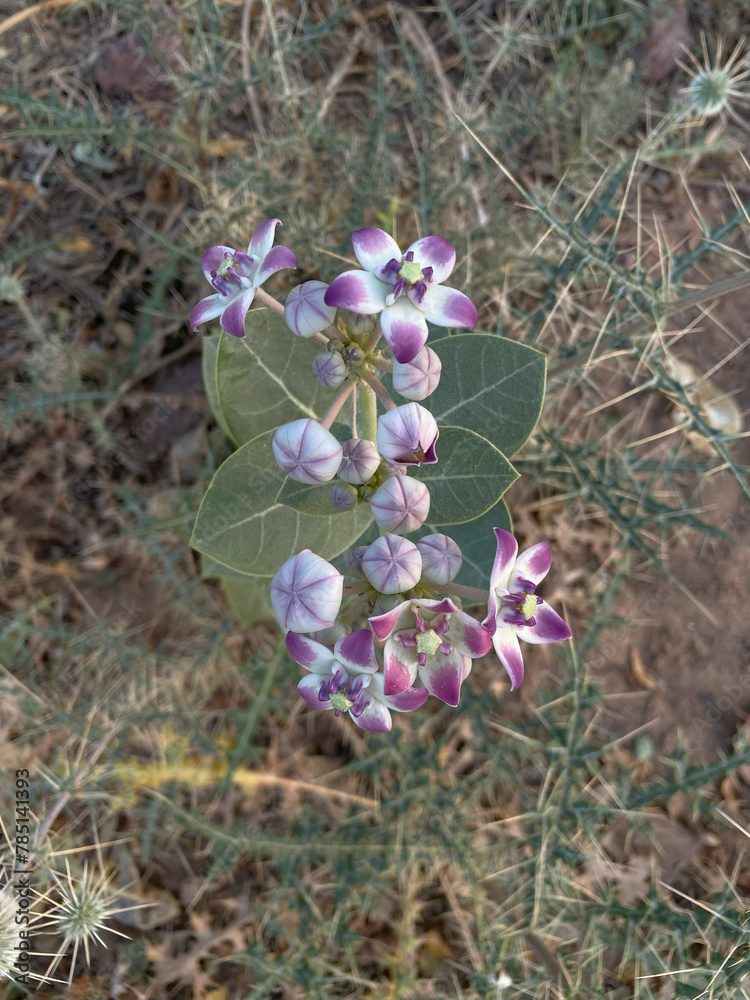 The aak plant is a common plant available in jaisalmer rajasthan Indian ...