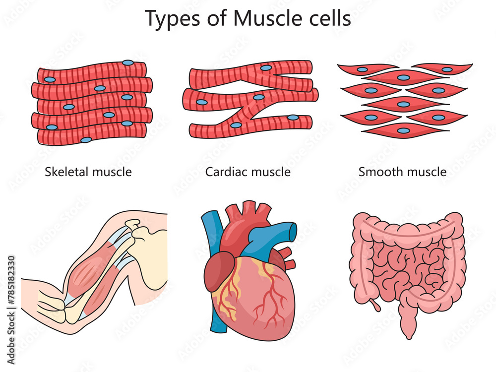 Human types of muscle cells skeletal, cardiac, and smooth muscles with ...