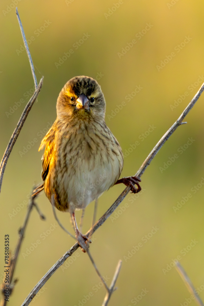 Female Long-tailed Widowbird (Langstertflap) (Euplectes progne) in non ...