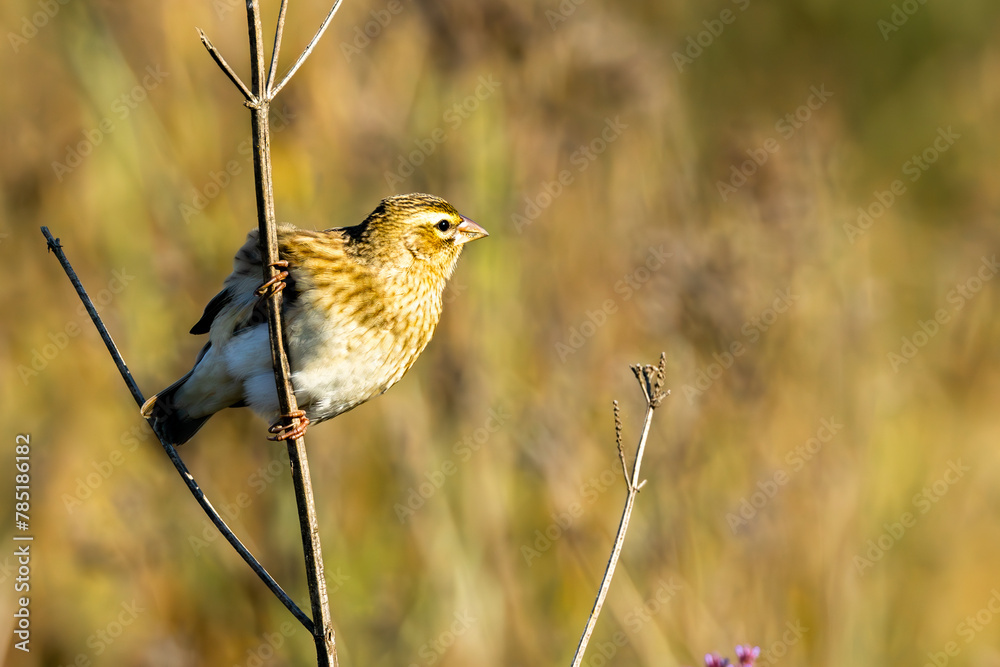 Female Long-tailed Widowbird (Langstertflap) (Euplectes progne) in non ...