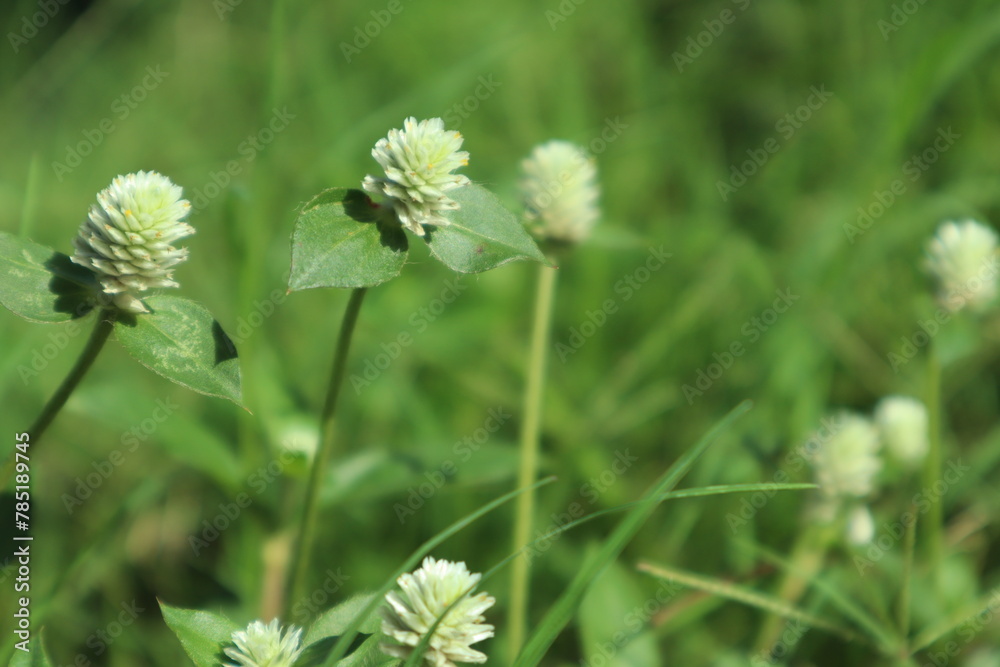 Alternanthera sessilis aka Kremah water, is a plant that is often ...