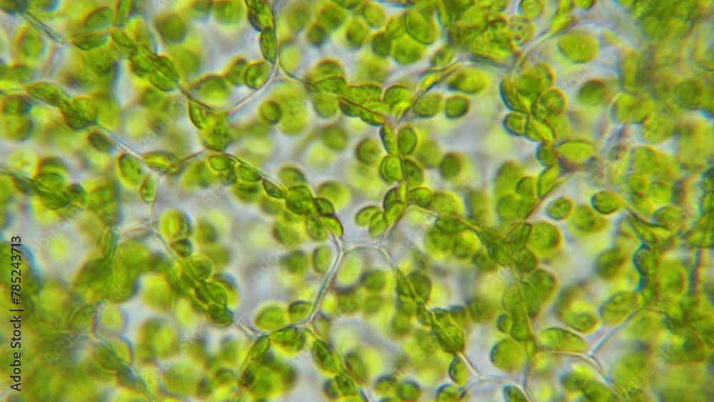 Chloroplast under microscope. Cell division. Cell Structure With Live Bacteria. Leaf ...