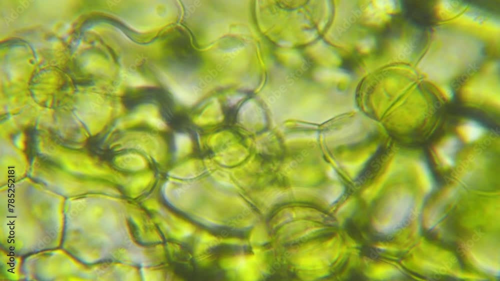 Chloroplast under microscope. Cell division. Cell Structure With Live ...