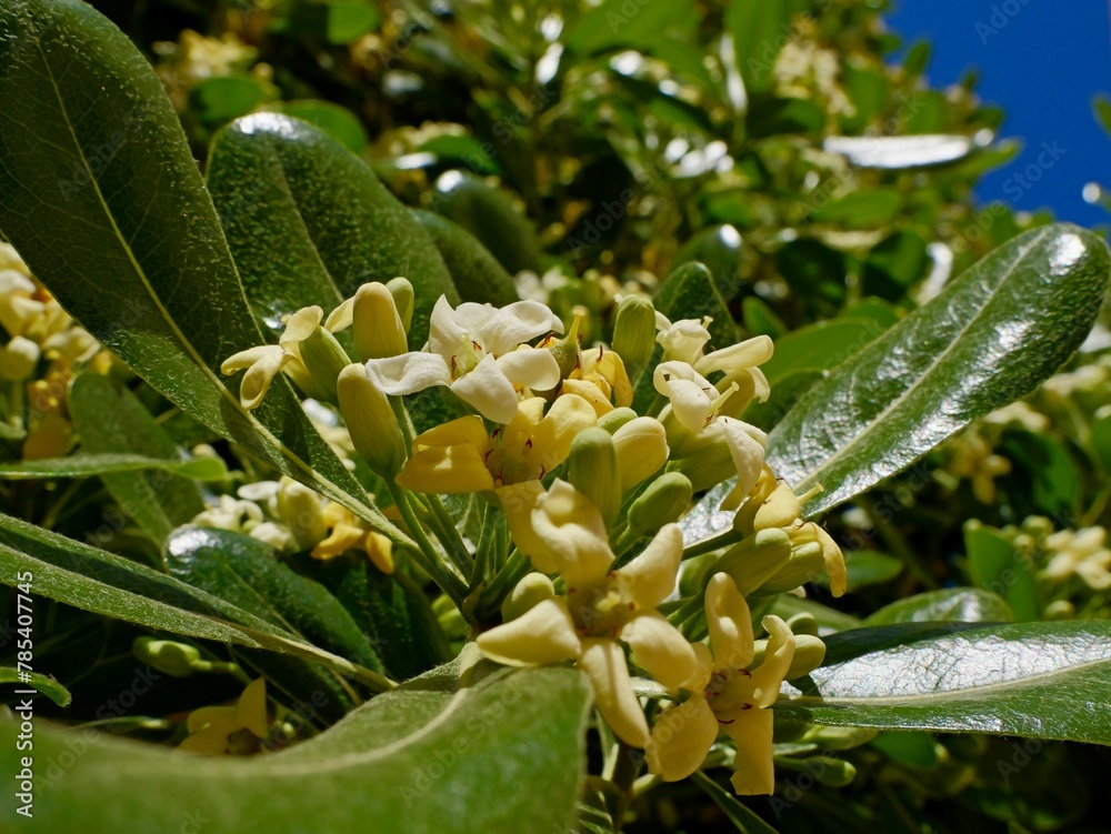 The Australian laurel, Japanese pittosporum, mock orange or Japanese ...