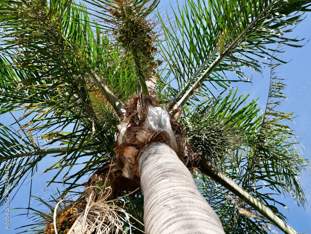 The queen palm, cocos palm or Jerivá (Syagrus romanzoffiana, formerly ...
