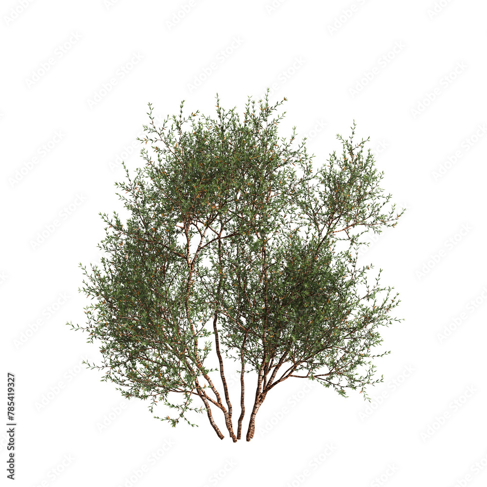 3d illustration of Larrea divaricata tree isolated on transparent ...