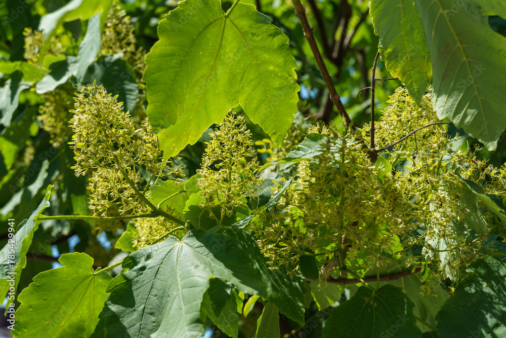 Branches with spring blossom flowers of Acer Pseudoplatanus tree, known ...