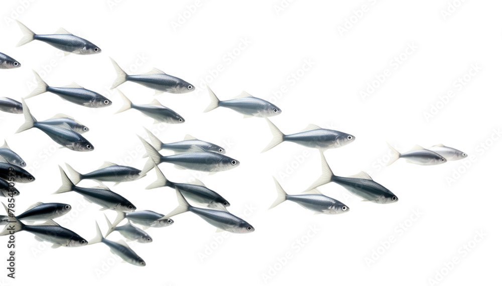 PNG Backgrounds fish white background repetition Stock Photo | Adobe Stock