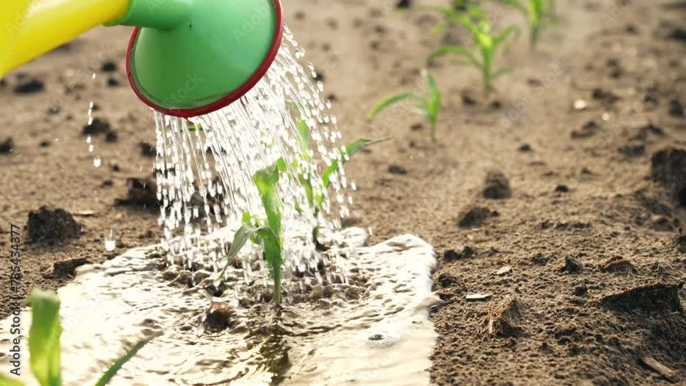 Watering sprouts crops from watering can. Growing corn irrigation with ...