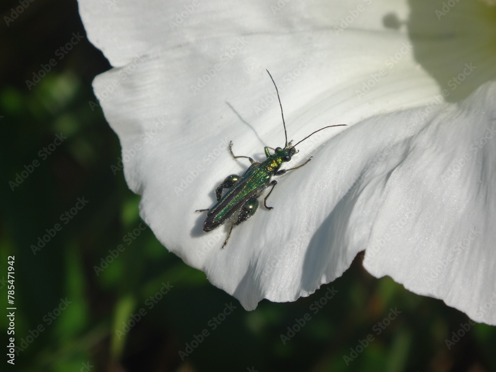 Thick-legged flower beetle (Oedemera nobilis), also known as swollen ...
