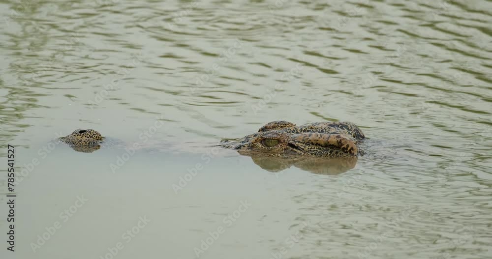 Siamese Crocodile Crocodylus siamensis, Thailand. Facing to the left ...