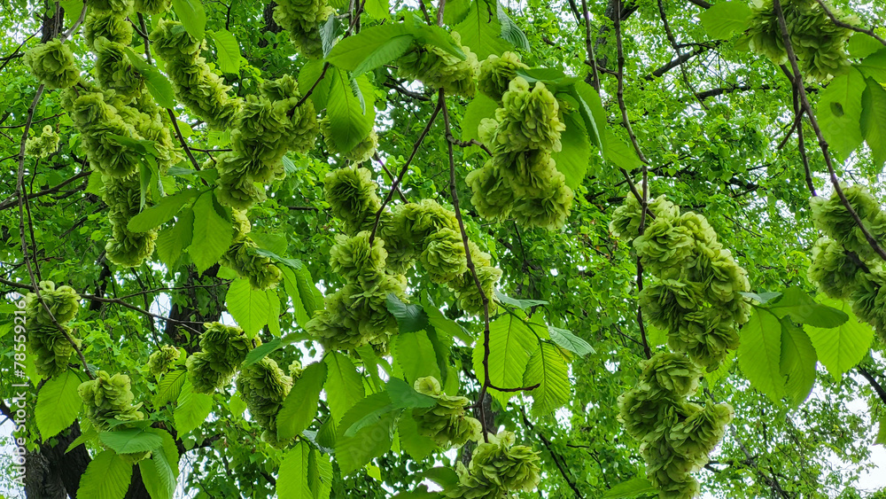 Branches of the flowering English elm Ulmus procera, growing in the ...