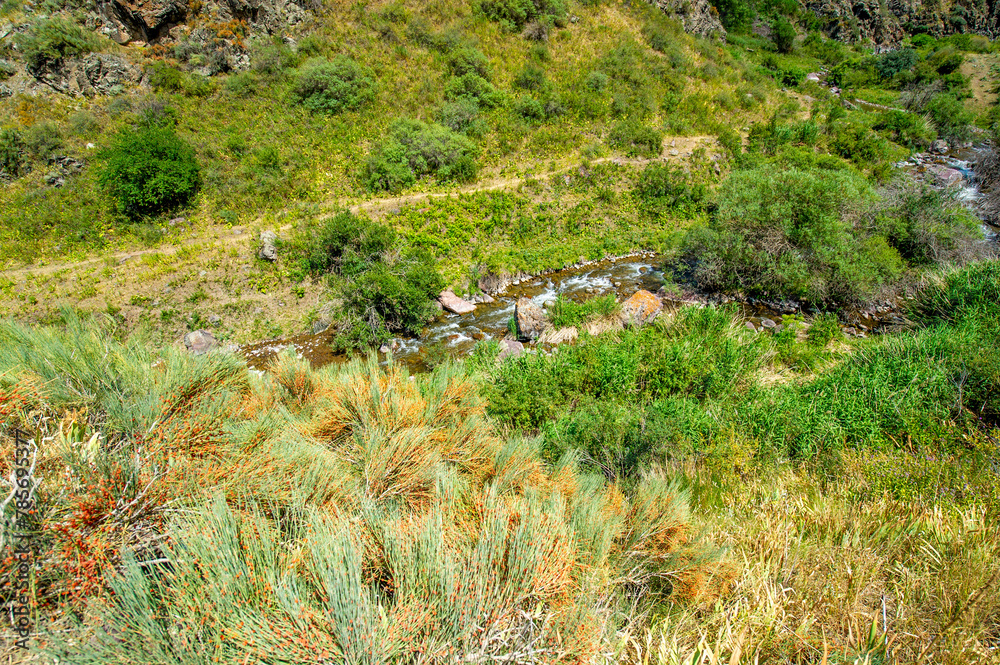 Ephedra distachya Native to Central Asia and Eastern Europe. Commonly ...