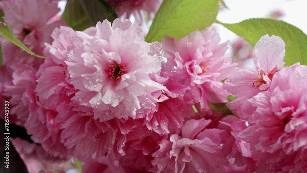 Beautiful Sakura flowers after the rain. Macro raindrops sparkle under the rays of the sun ...