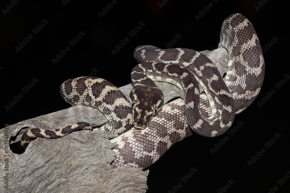 Rare Rough-scaled Python from ther Kimberley Region of Western ...