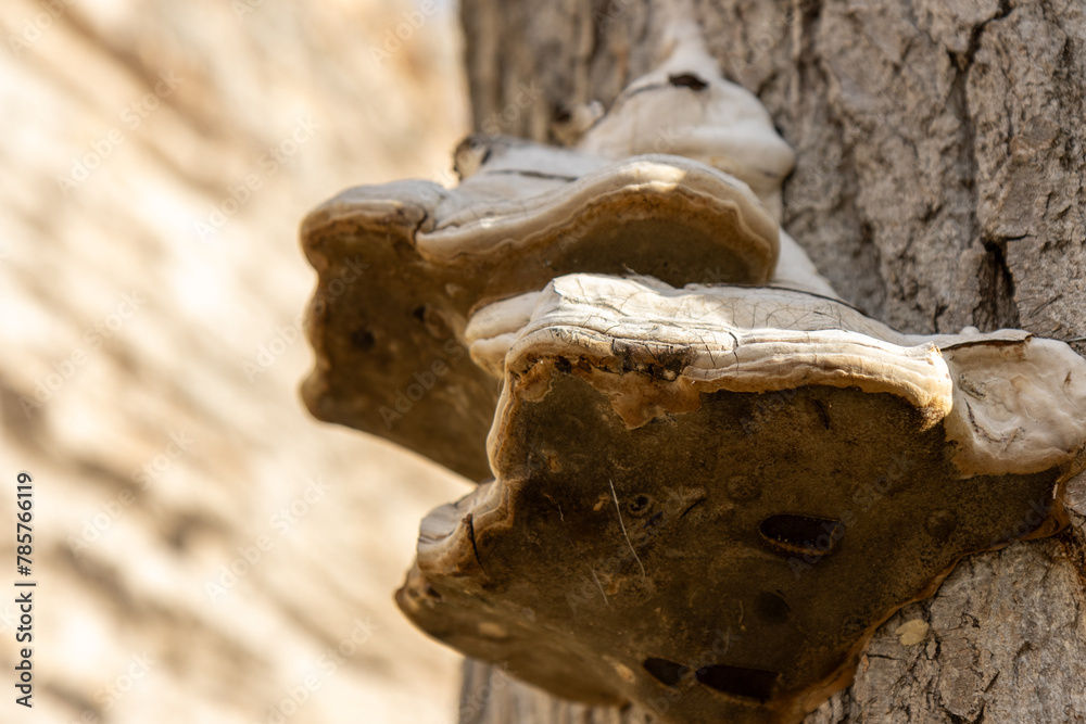 Fomitiporia robusta (Phellinus robustus) is a species of wood ...