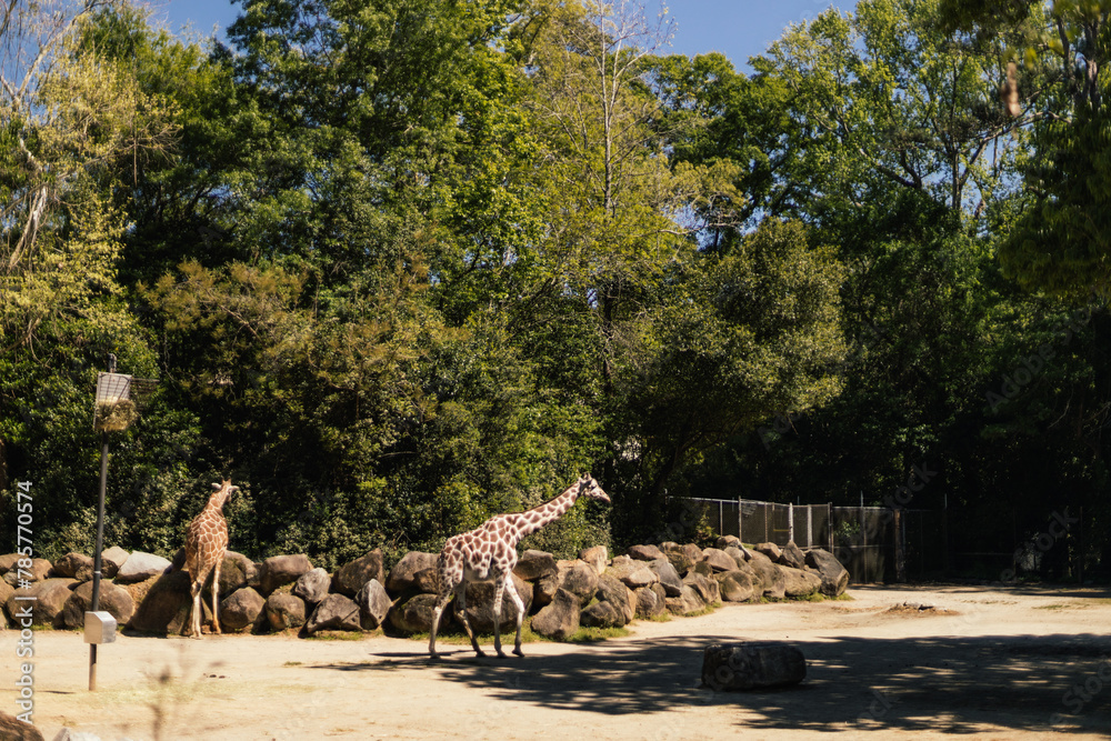 Animals in the zoo. Wild African animals in a summer forest on a sunny ...