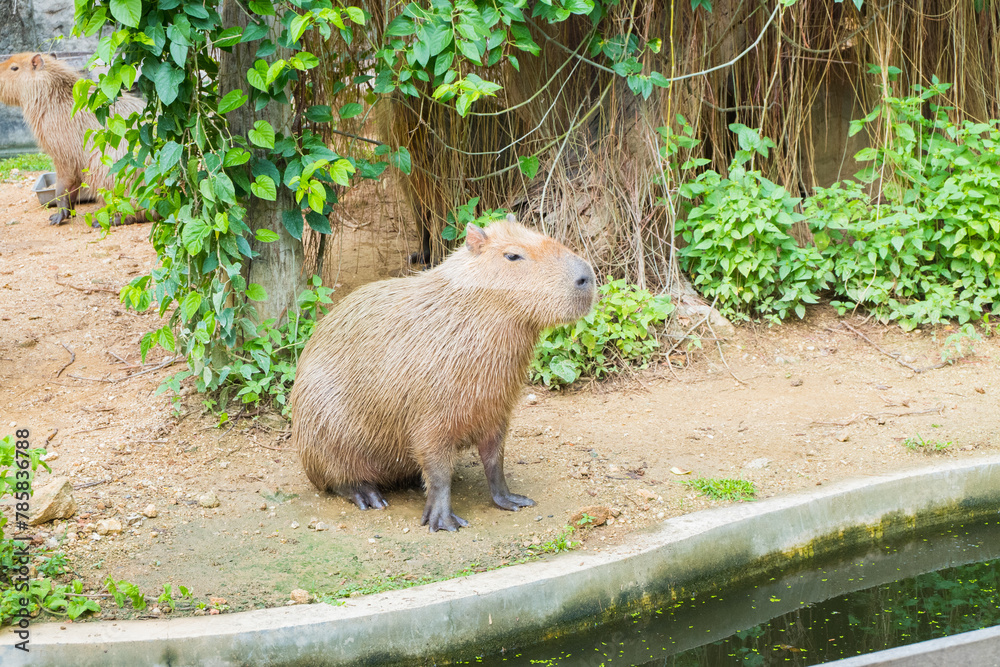 Foto de Capybara Sitting in the wild,Hydrochaeris hydrochaeris The ...