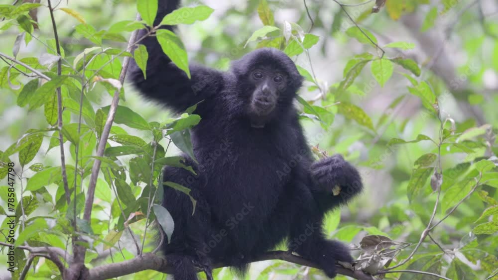 Vidéo Stock a sumatran siamang eats fruit in the rainforest of gunung ...