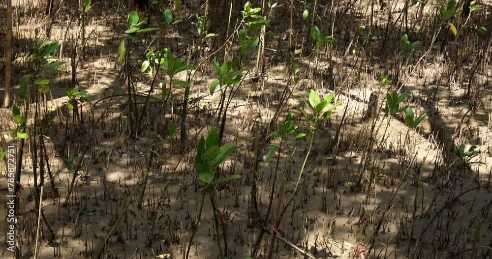 Vidéo Stock Newly planted seedlings are growing at the undergrowth of a ...
