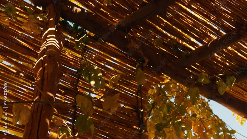 Details of wooden rooftop of a building in Siwa oasis Qattara ...