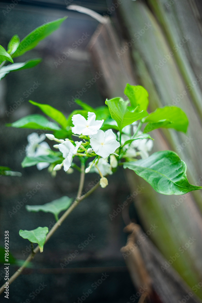 Tabernaemontana divaricata,The stem Tabernaemontana divaricata exudes a ...