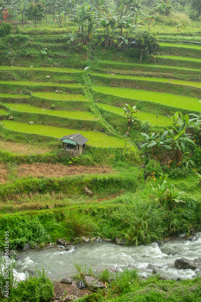 You can see terraced rice fields and stunning views in the Bogor area ...