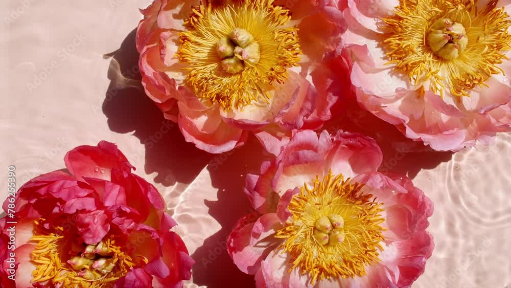 Beautiful pink Peony background on Water Surface and Diverging Circles ...