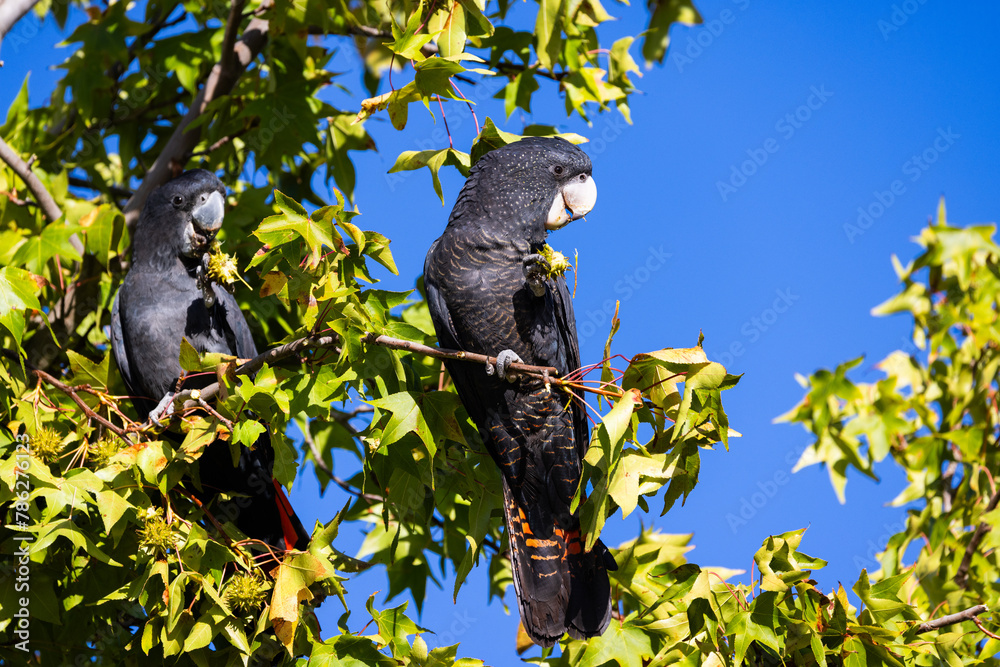 Pair of beautiful wild red tailed black cockatoos in a tree around the ...