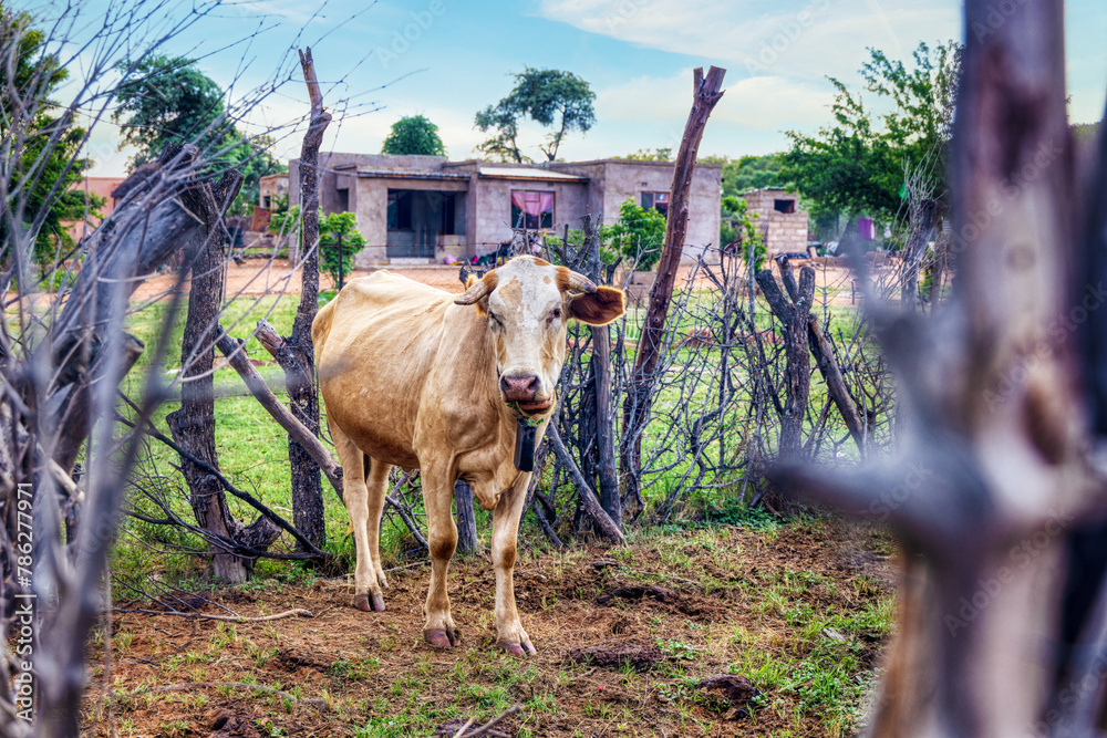 kraal in an african village, simple enclosure to keep the cattle safe ...
