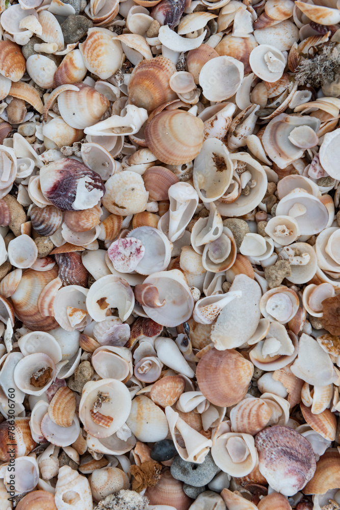 Collection of varied seashells washed ashore on a Mediterranean beach ...
