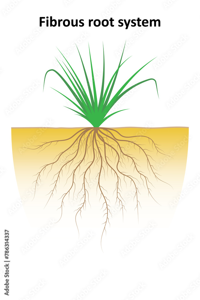 Fibrous root system. Diagram. Monocots. Stock Illustration | Adobe Stock