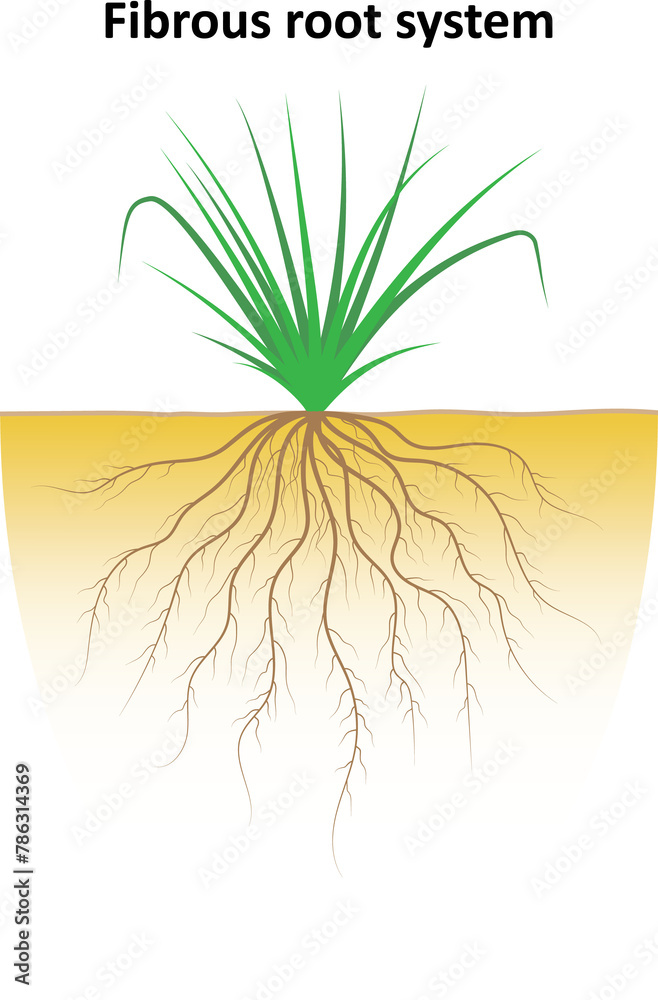 Fibrous root system. Diagram. Monocots. Stock Illustration | Adobe Stock