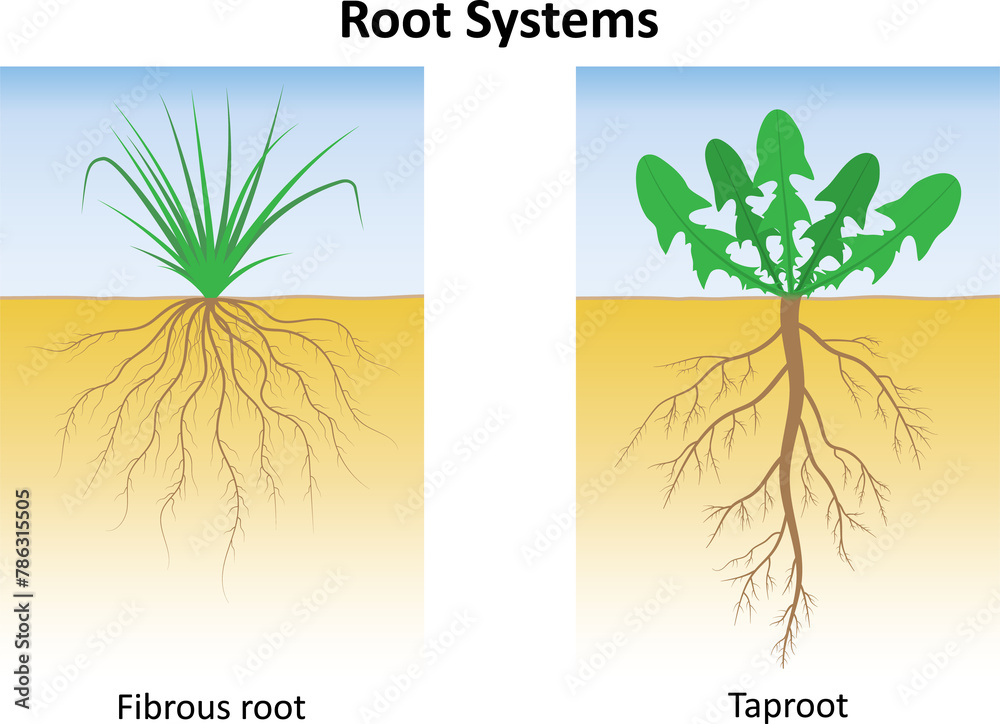 Root systems. Fibrous root system and taproot system. Monocots and ...