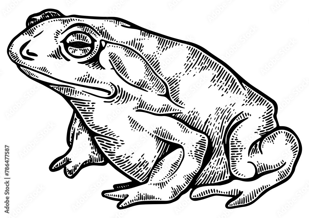Hallucinogenic toad animal engraving PNG illustration. Scratch board ...