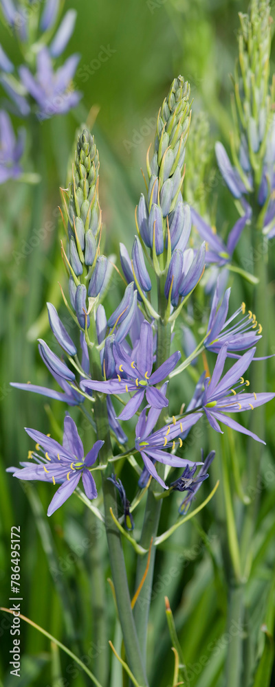 Camassia quamash | Camash - Common camash - Small camas - Wild hyacinth ...