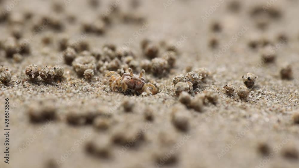 A sand bubbler crab of genus Scopimera is rolling the sand in his mouth ...