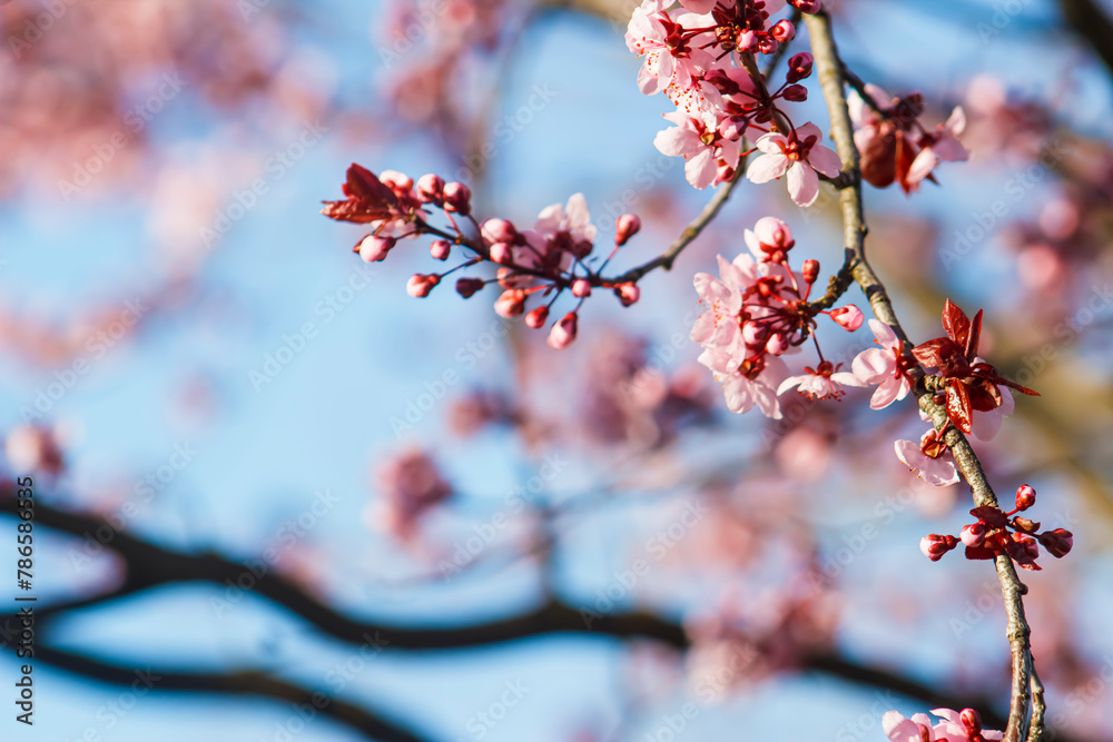 Pretty Branch of an Ornamental Landscaping Bush or Tree with Pink ...