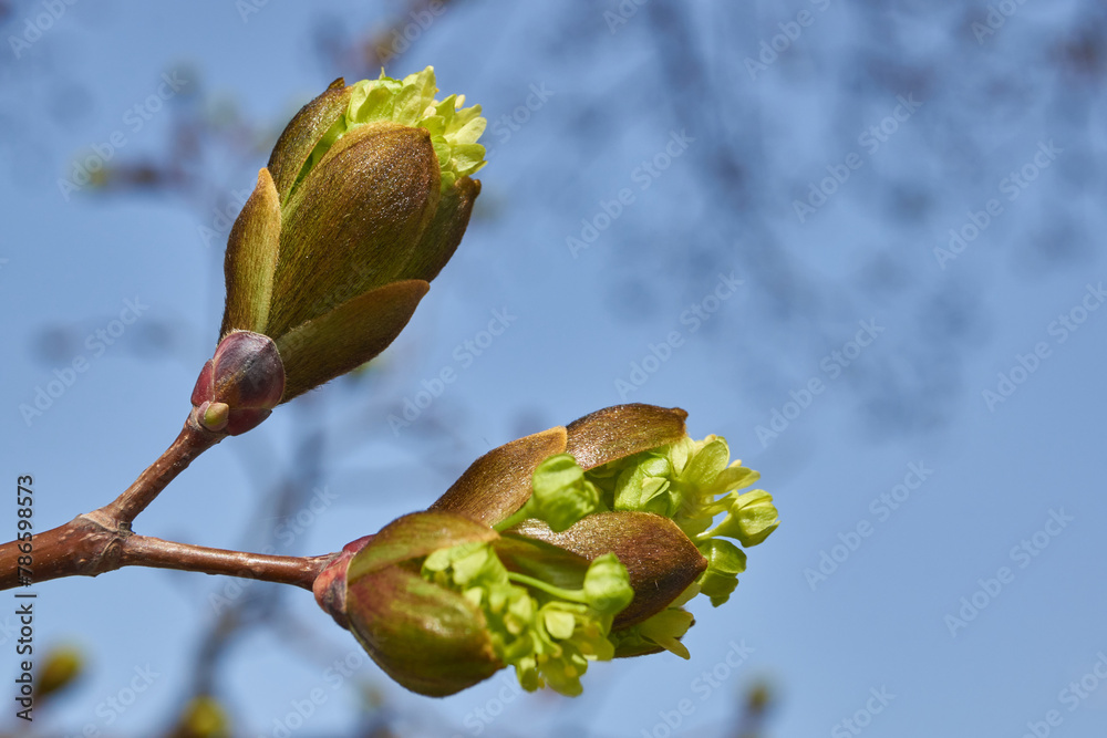 The flower buds of the holly maple are blooming (lat. Acer platanoides ...