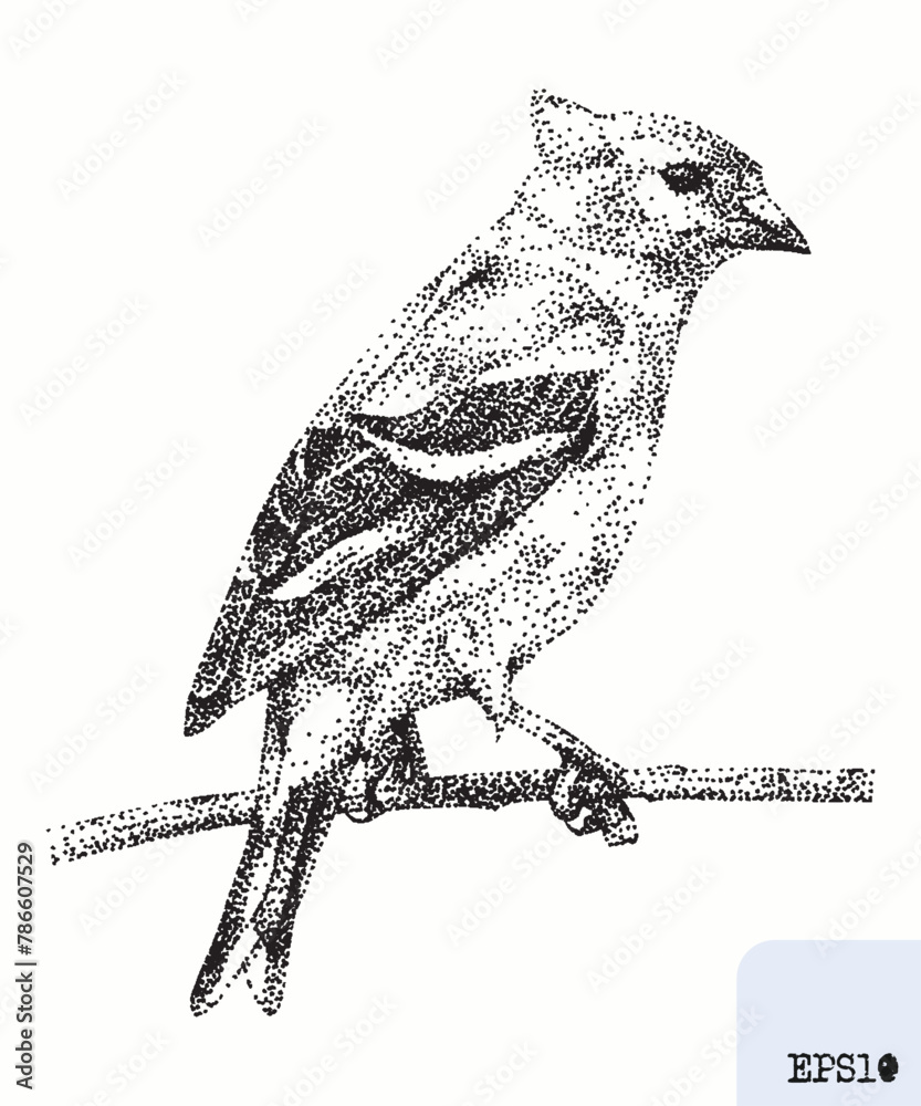 Bird siskin. Animal portrait. Graphic ink drawing, pointillism art ...