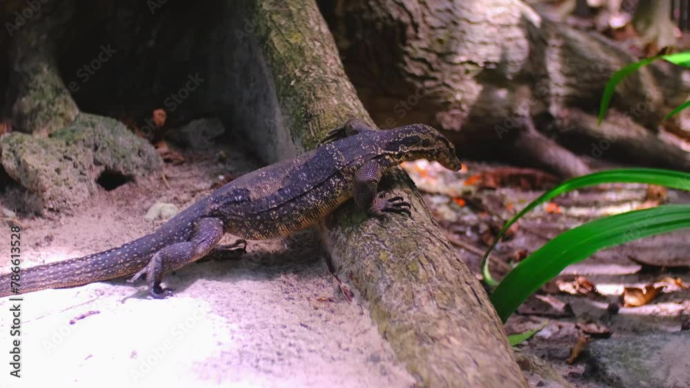 A monitor lizard walks on the sand between the trees. A giant lizard ...