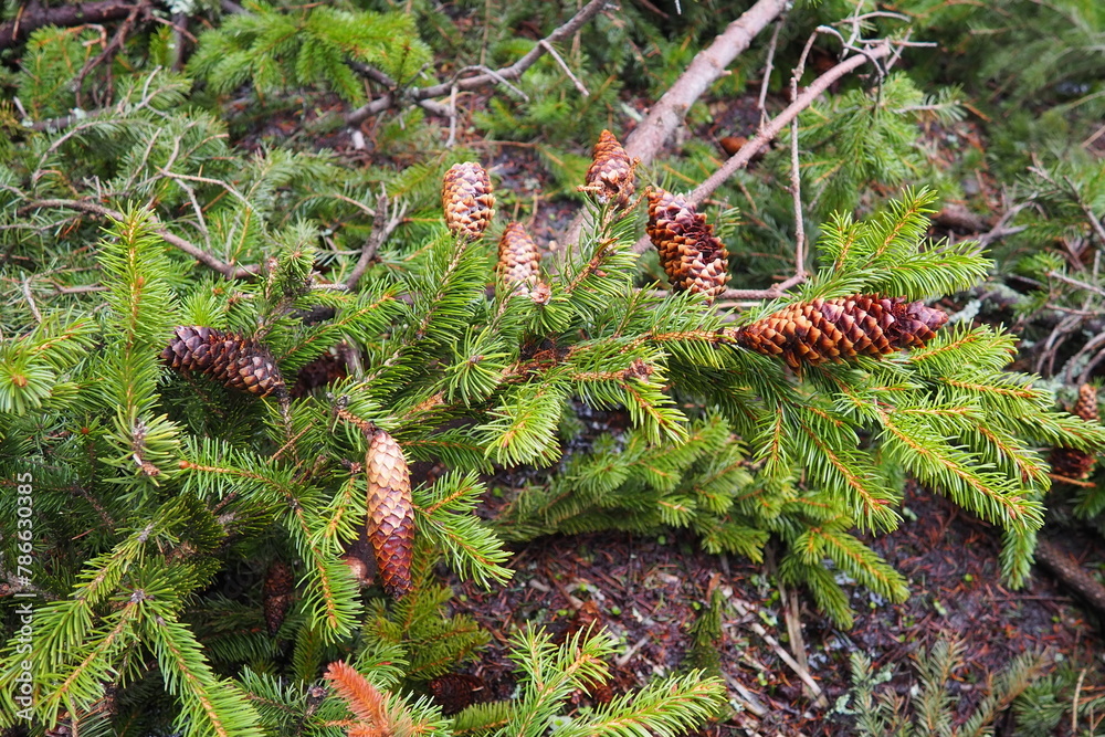 Needles and cones. Picea abies, Norway or European spruce, is a species ...