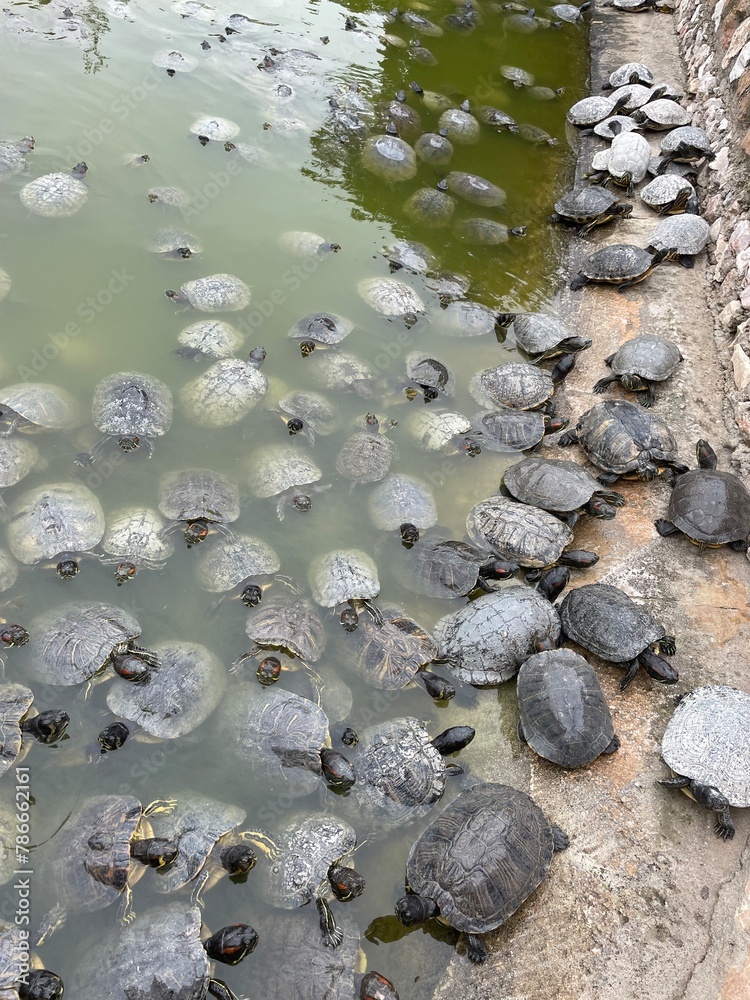 There are many turtles swimming in the river. Turtle pond with many ...