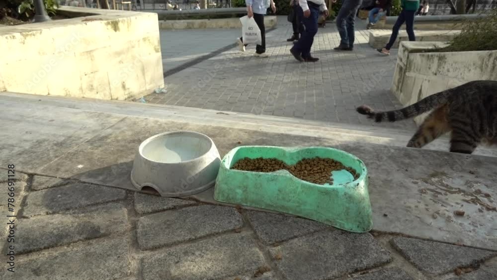 Istanbul street cats. How Istanbul residents take care of street ...
