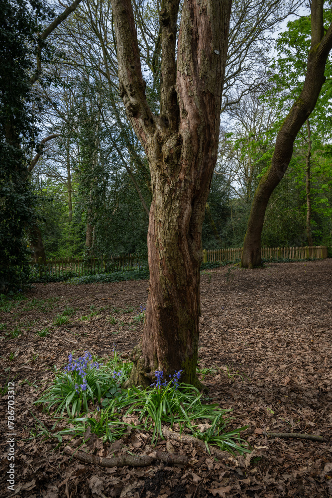 Trees and bluebells in Holland Park woods, London, UK. Holland Park is ...