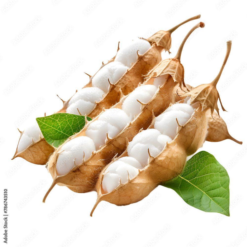 An HD image of fresh ice cream beans, their long, fluffy pods opened to ...